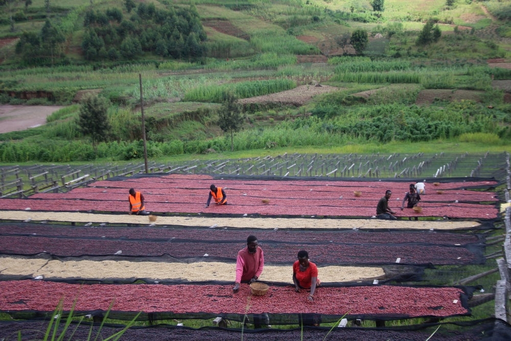 Burundi and Rwanda Coffee Harvest Update 2026 - Qahwa World