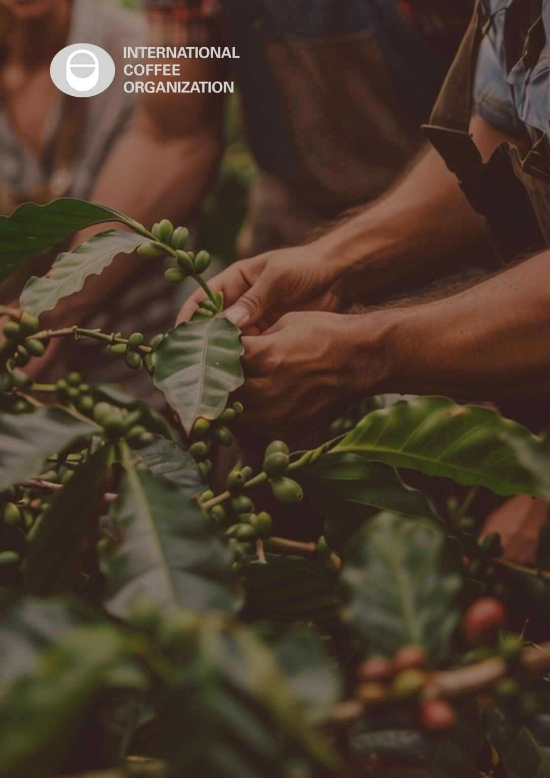 International Coffee Organization Releases 2024/25 Annual Report ...